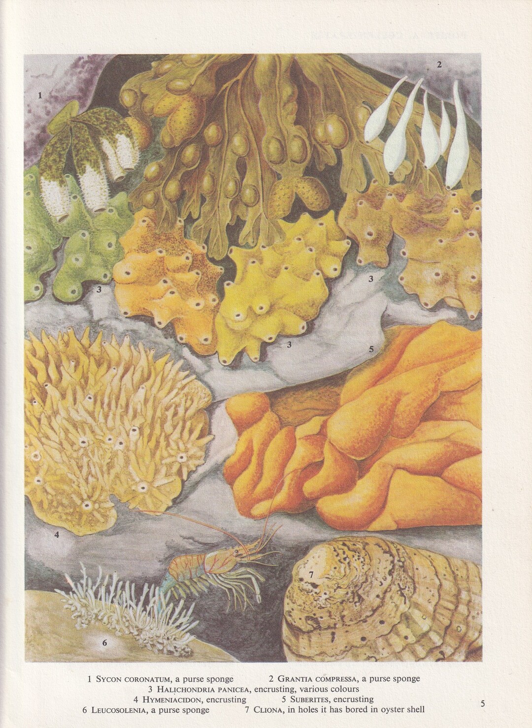1971 SEA SPONGES Print - Original Vintage Marine Print - Sea Wall Art ...