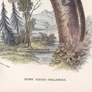 1896 PYGMY FLYING PHALANGER - Marsupial Mammals Print - Australian ...