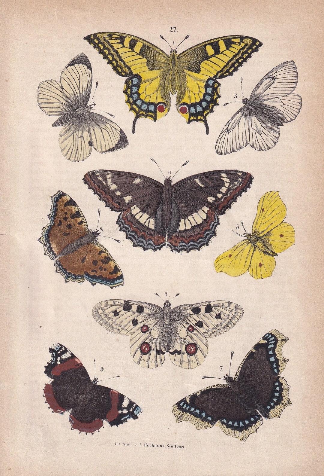 1871 BUTTERFLY PRINT - Antique Butterfly Print - Butterfly Wall Art - 5 ...