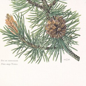 1960 MOUNTAIN PINE Print - Botanical Print - Tree Illustration - Tree ...