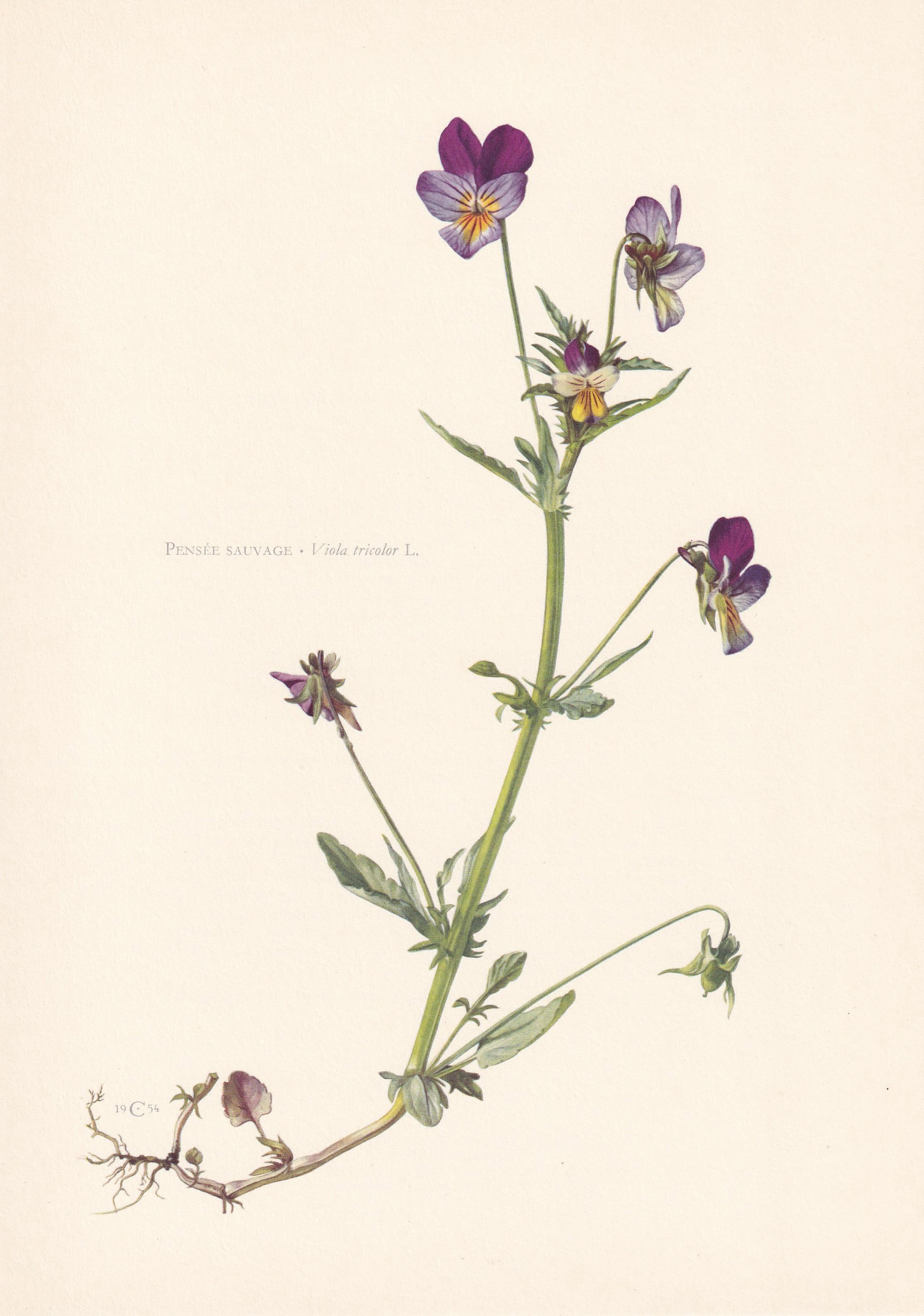 1960 WILD PANSY Print - Botanical Print - Flower Illustration - Flower ...