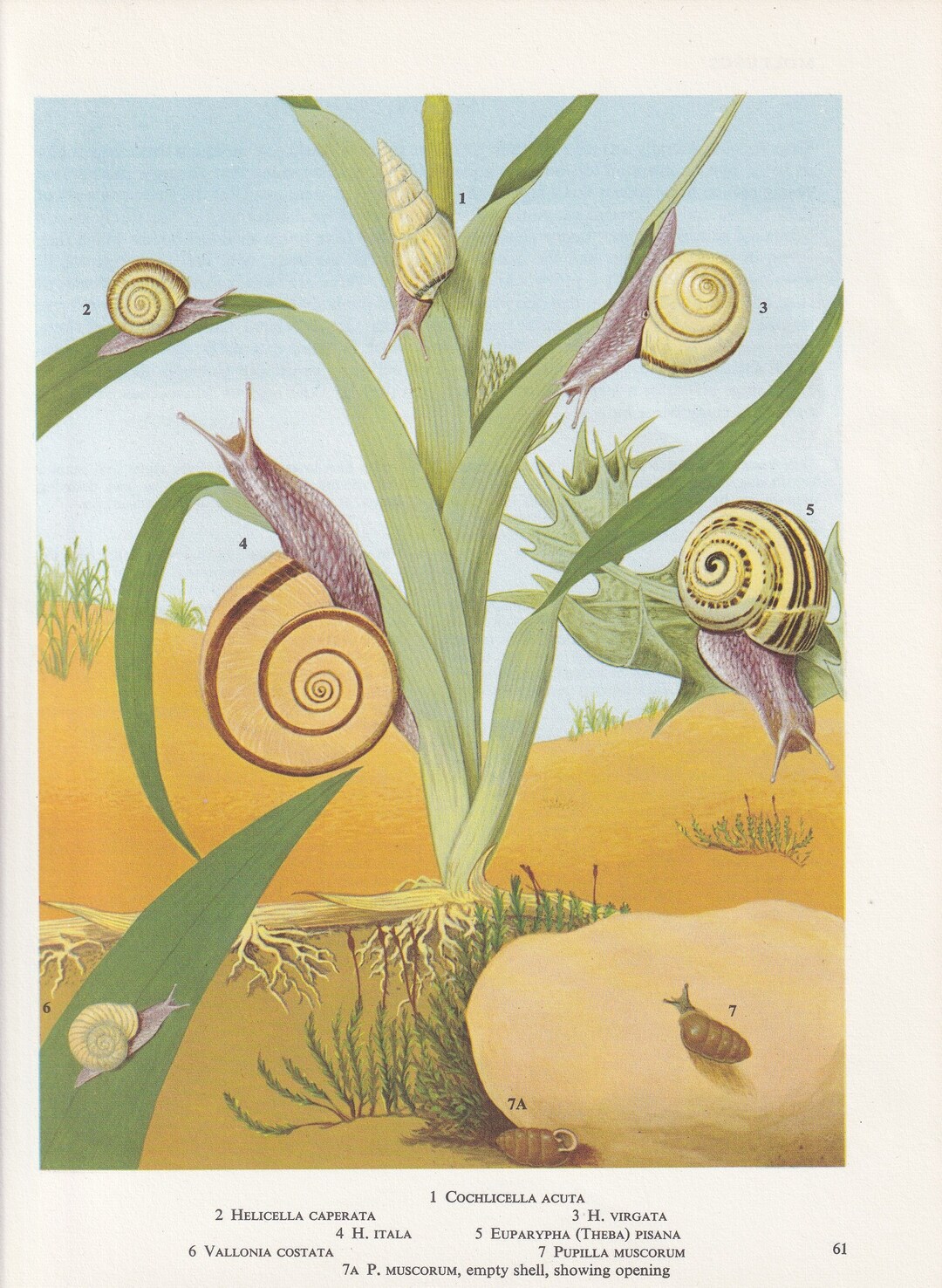 1971 SAND SNAILS Print - Original Vintage Mollusc Print - Snail Wall ...