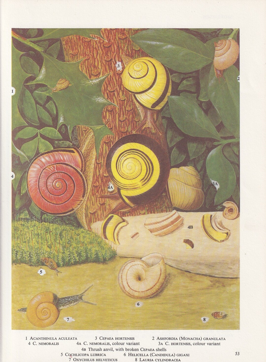 1971 GARDEN SNAILS Print - Original Vintage Mollusc Print - Snail Wall ...