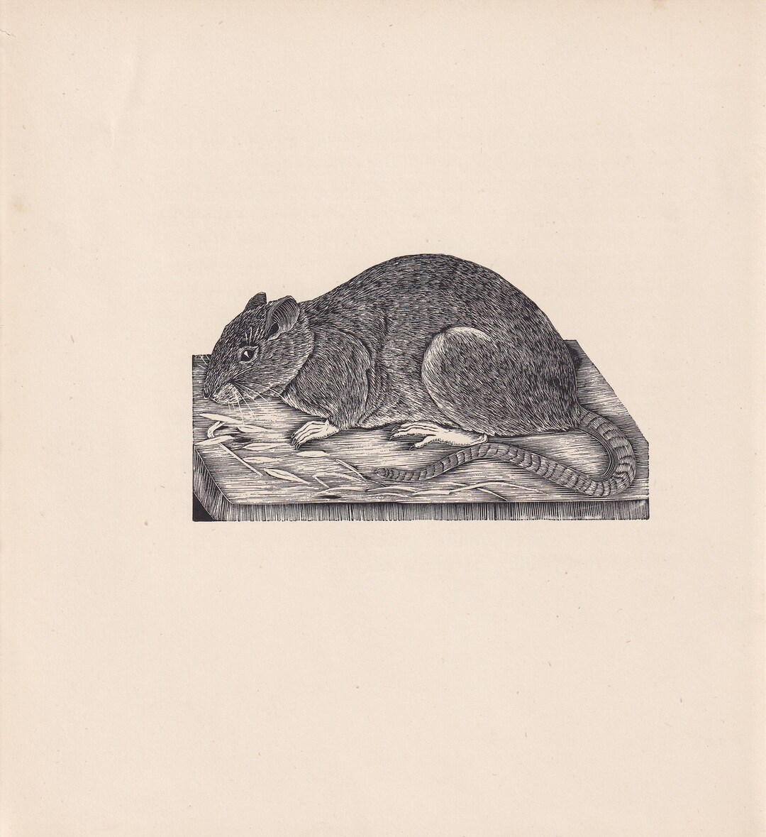 1929 BROWN RAT Print Wood Engraving - Rat Wall Art - Zoology Print ...