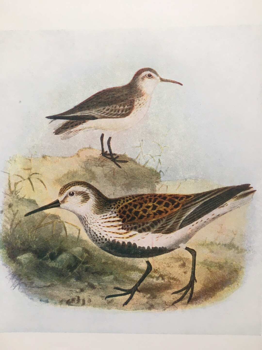 1907 DUNLIN Print - Antique Bird Print - Bird Wall Art - Natural ...