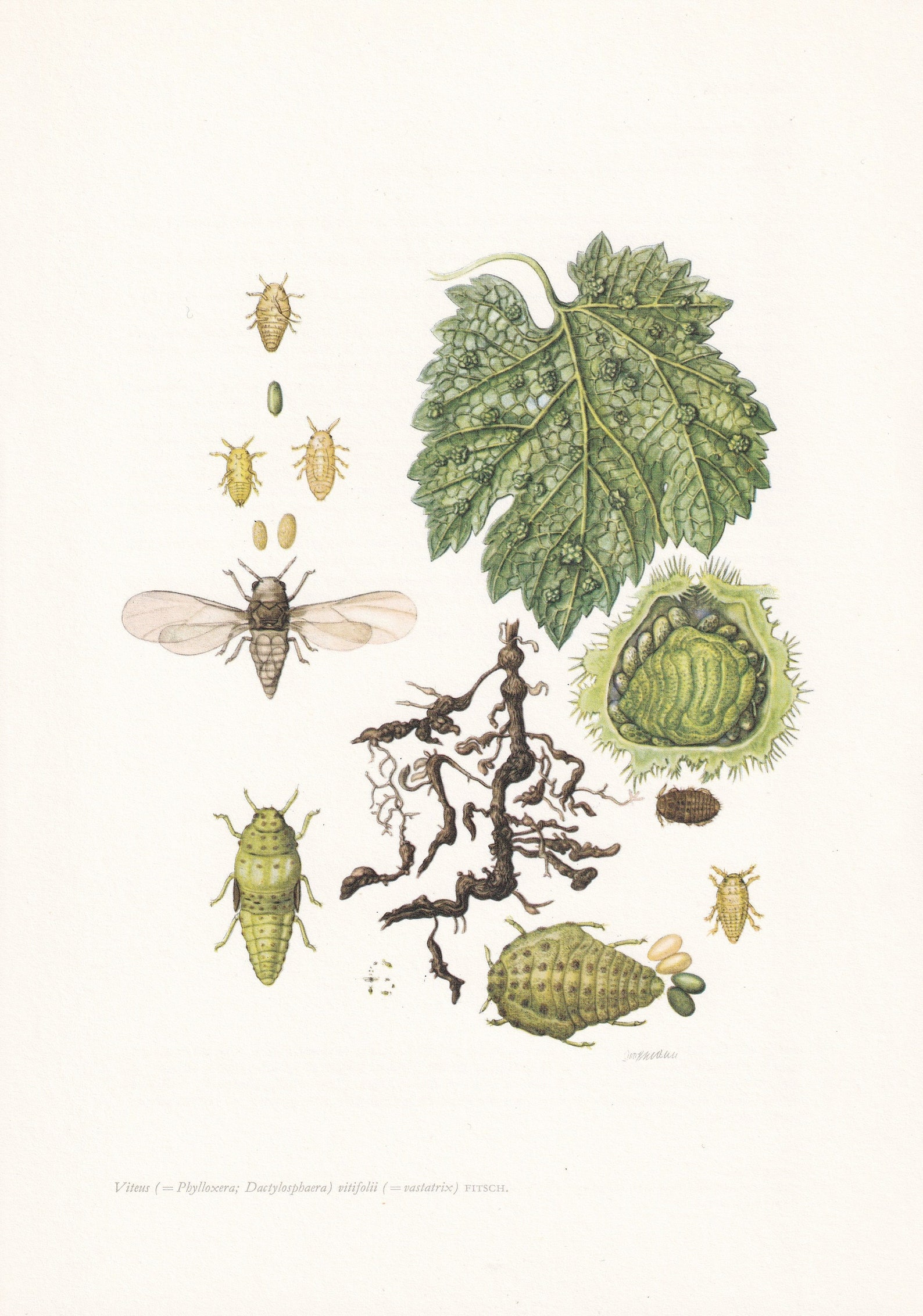 1960 GRAPE WINE LOUSE Print - Vintage Insect Print - Bugs Illustration ...