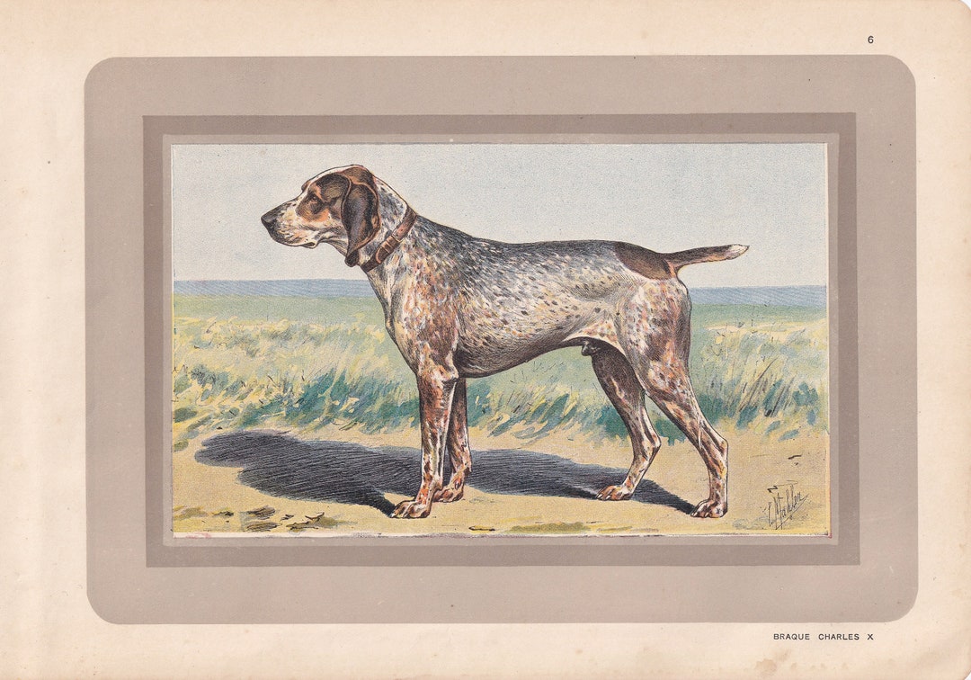 1931 BRAQUE CHARLES X Print - Original Antique Hunting Dog Print ...