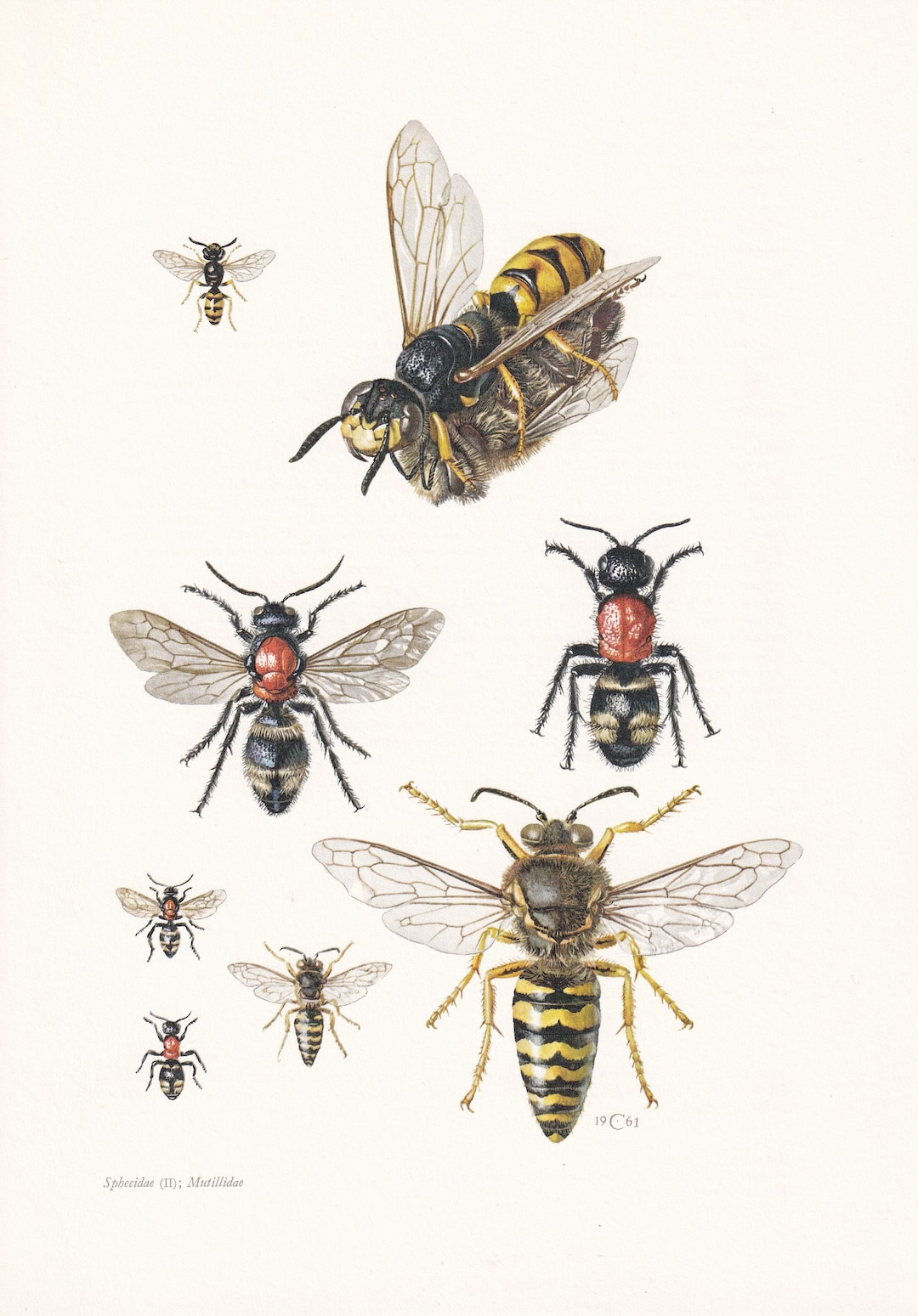 1960 BEEWOLF WASP Print - Sand Wasp, Velvet Ant Wasp - Bugs ...