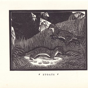 1931 STOAT Print Wood Engraving - Stoat Wall Art - Antique Animal Wood ...