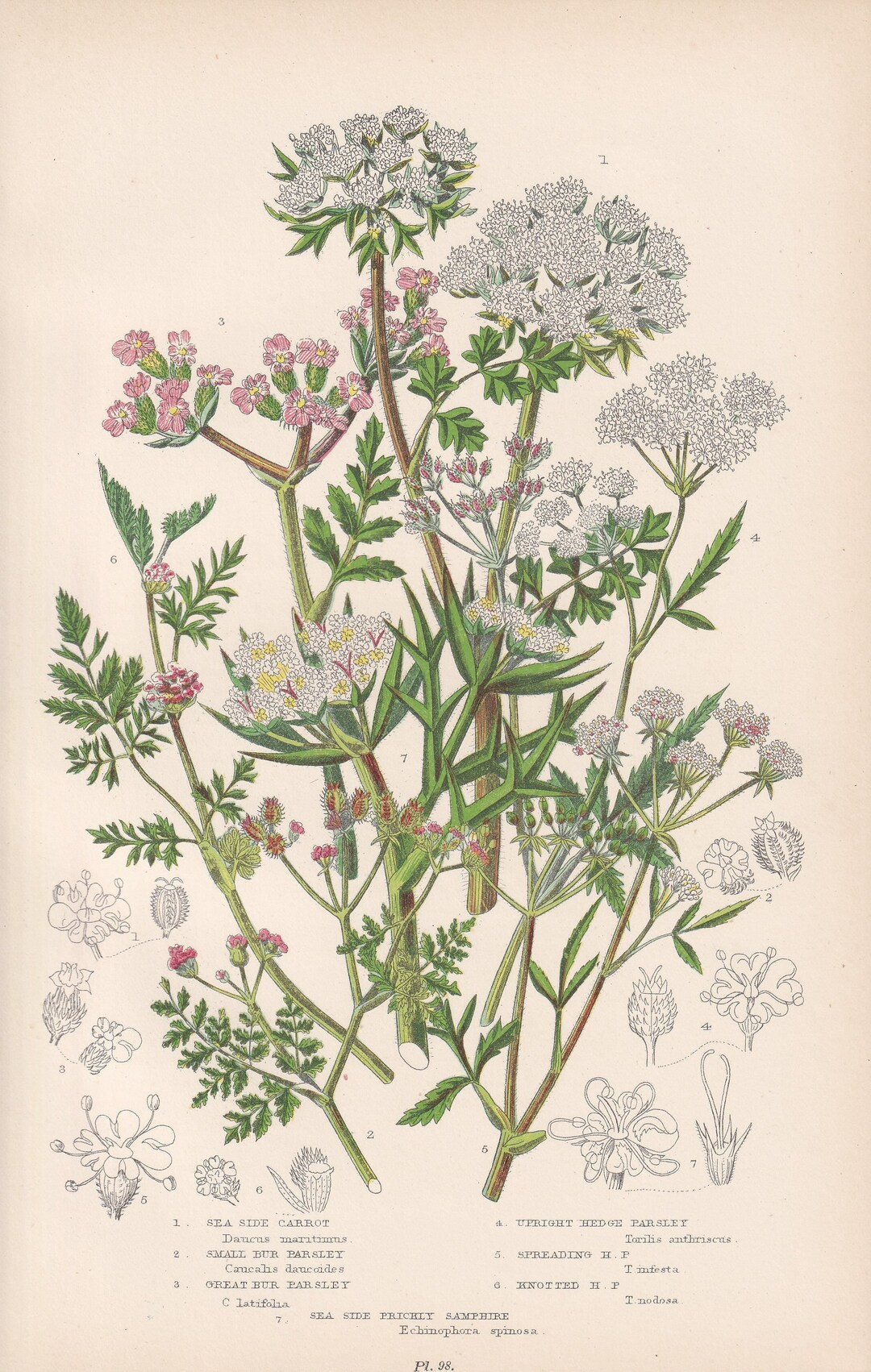 1899 PARSLEY (varieties) Plant Print - Botanical Art - Botanical ...