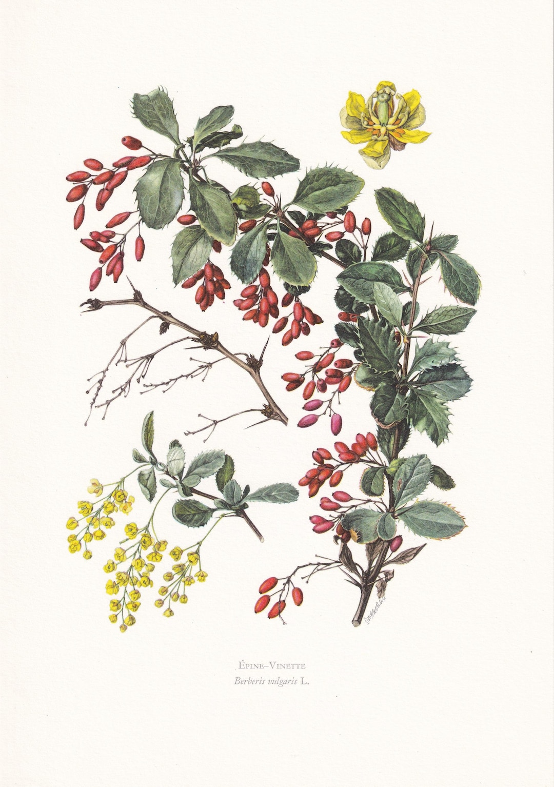 1960 BARBERRY Print - Botanical Print - Botanical Illustration - Plant ...