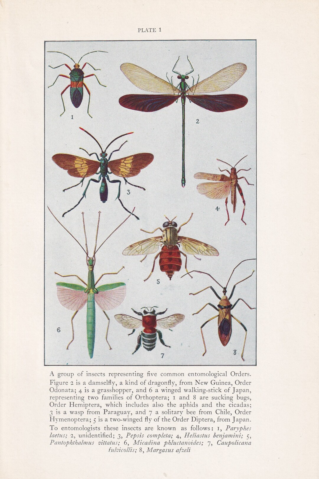 1934 DRAGONFLY & WASP Print - Original Vintage Print - Insect Wall Art ...