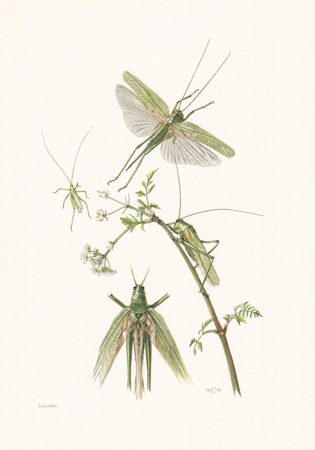 1960 BUSH CRICKET Print - Vintage Insect Print - Bugs Illustration ...