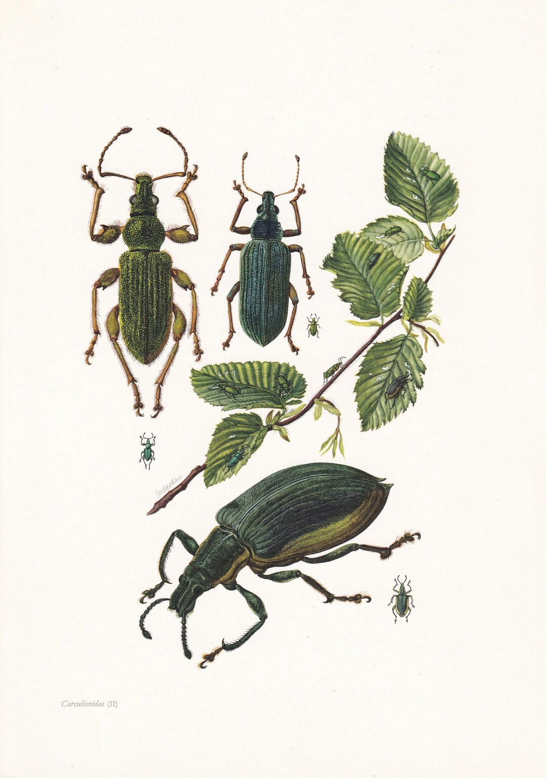 1960 TRUE WEEVIL Print - Vintage Insect Print - Bug Illustration ...