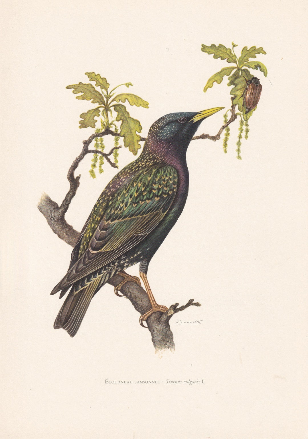 1960 COMMON STARLING Bird Print - Vintage Bird Print - Bird ...