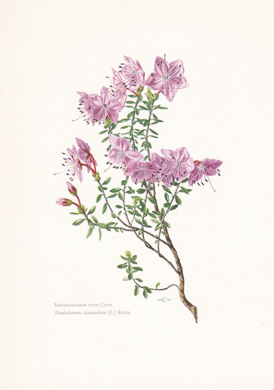 1960 ALPENROSE RHODOTHAMNUS Print - Botanical Print - Botanical ...