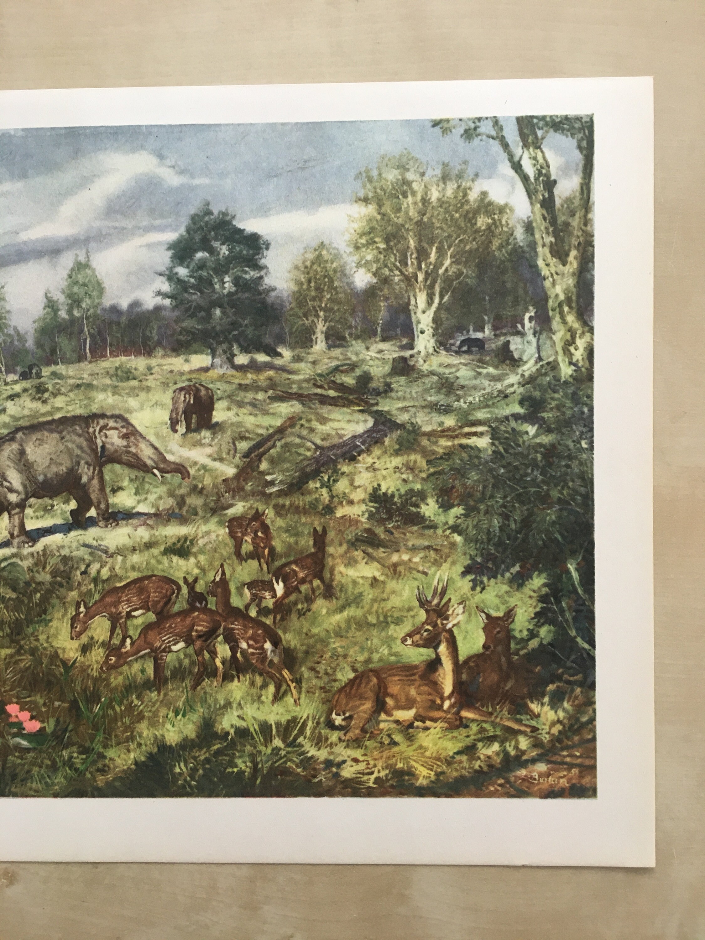 1960 MIOCENE EPOCH Print Prehistoric Animals Print - Etsy