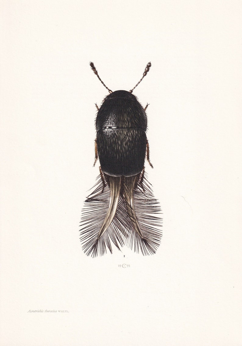 1960 FEATHER-WINGED BEETLE Print - Vintage Insect Print - Insect Wall ...