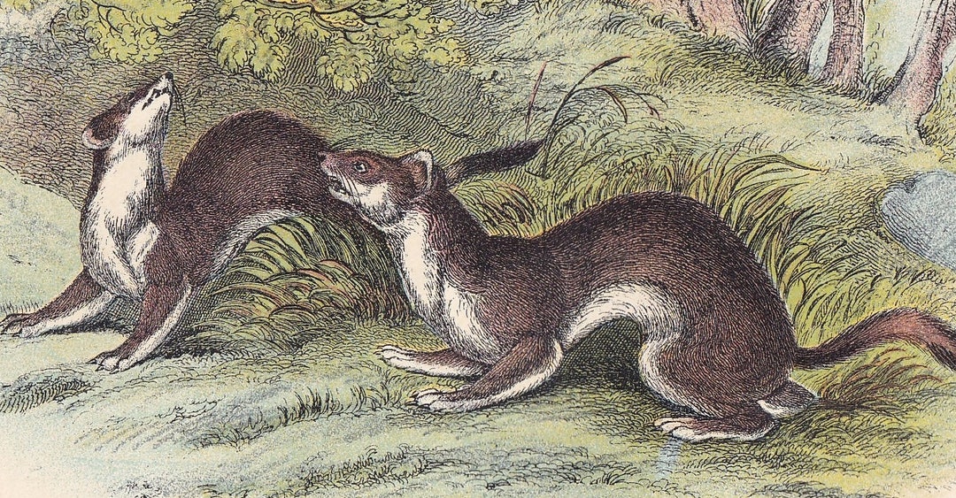 1896 STOAT Print (summer) - Natural History Print - Mammals Print ...