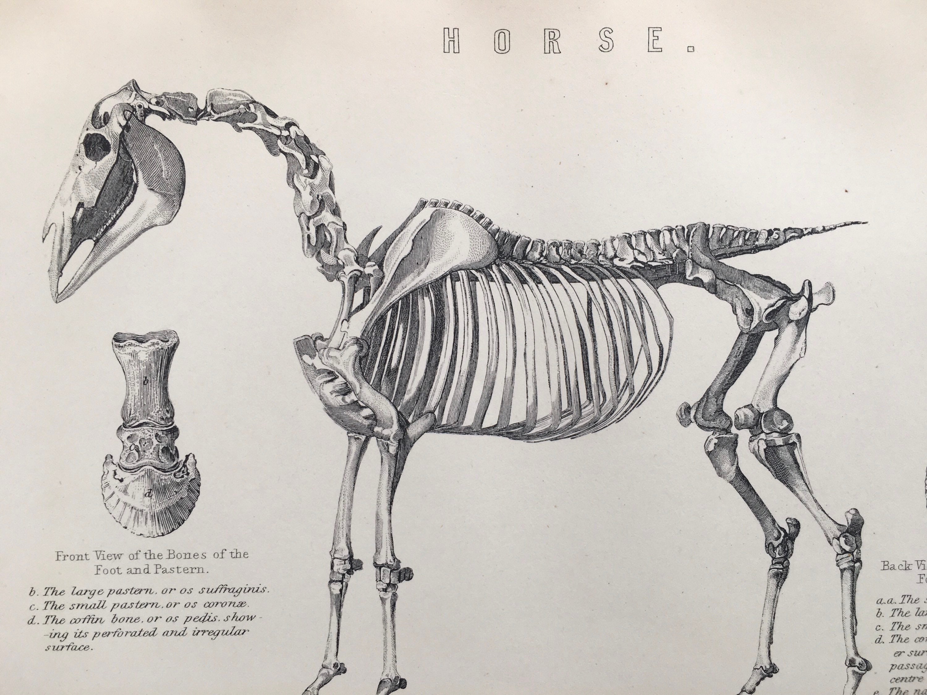 Prehistoric Horse Skeleton