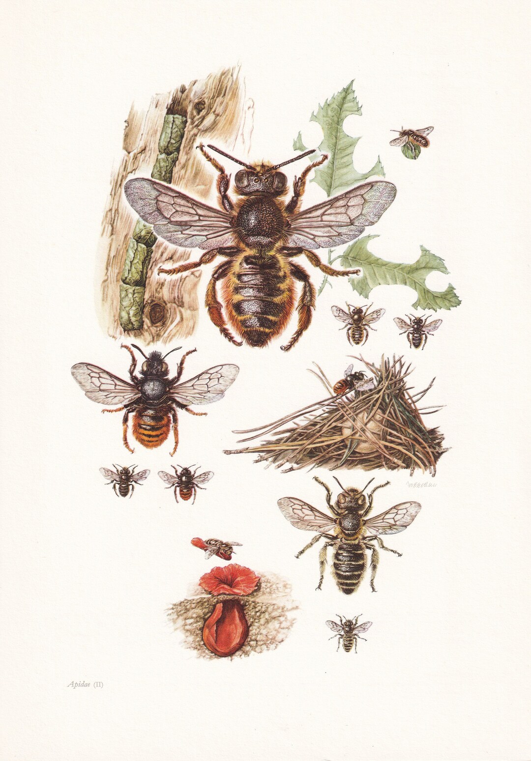1960 PATCHWORK LEAFCUTTER BEE Print - Vintage Insect Print - Bugs ...