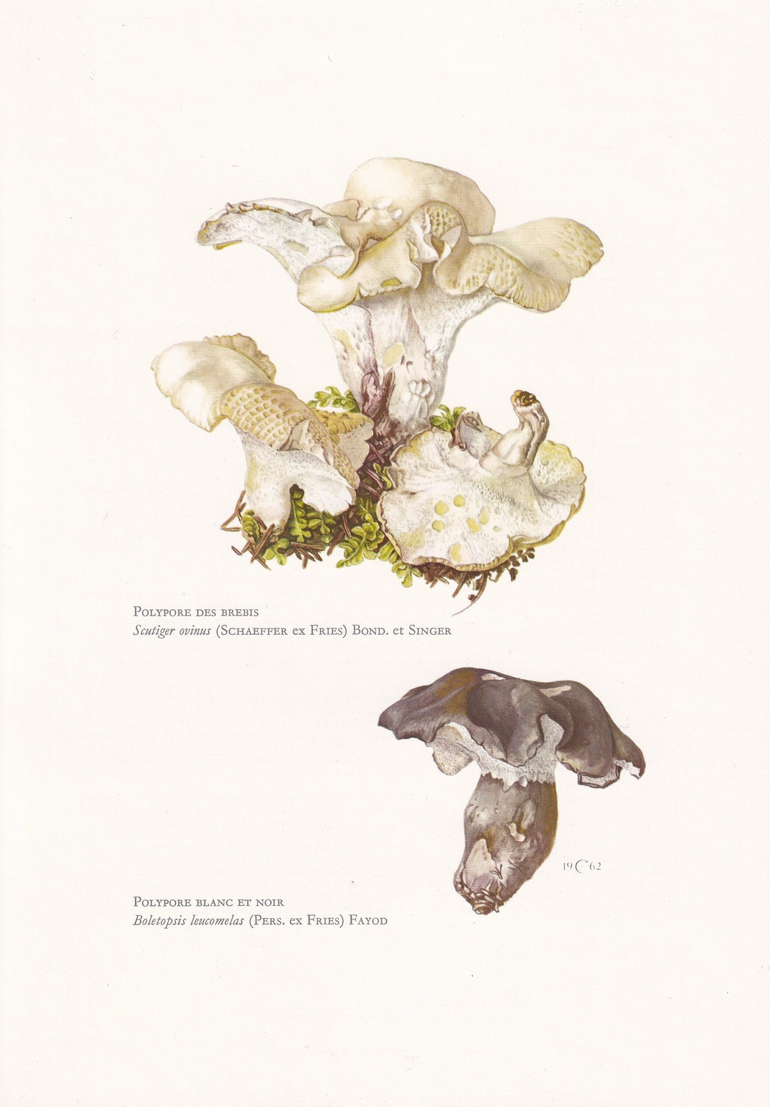 1960s SHEEP POLYPHORE FUNGUS Print - Mushroom Wall Art - Mushroom ...