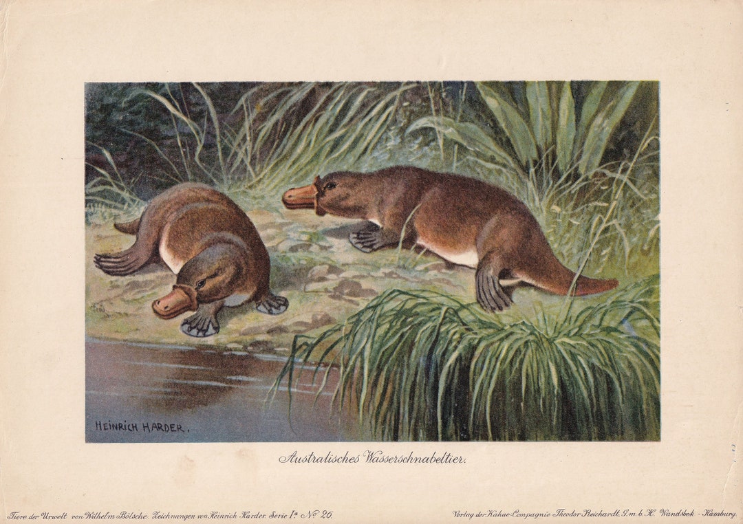 1902 PLATYPUS Print - Antique Animal Print - Platypus Wall Art ...