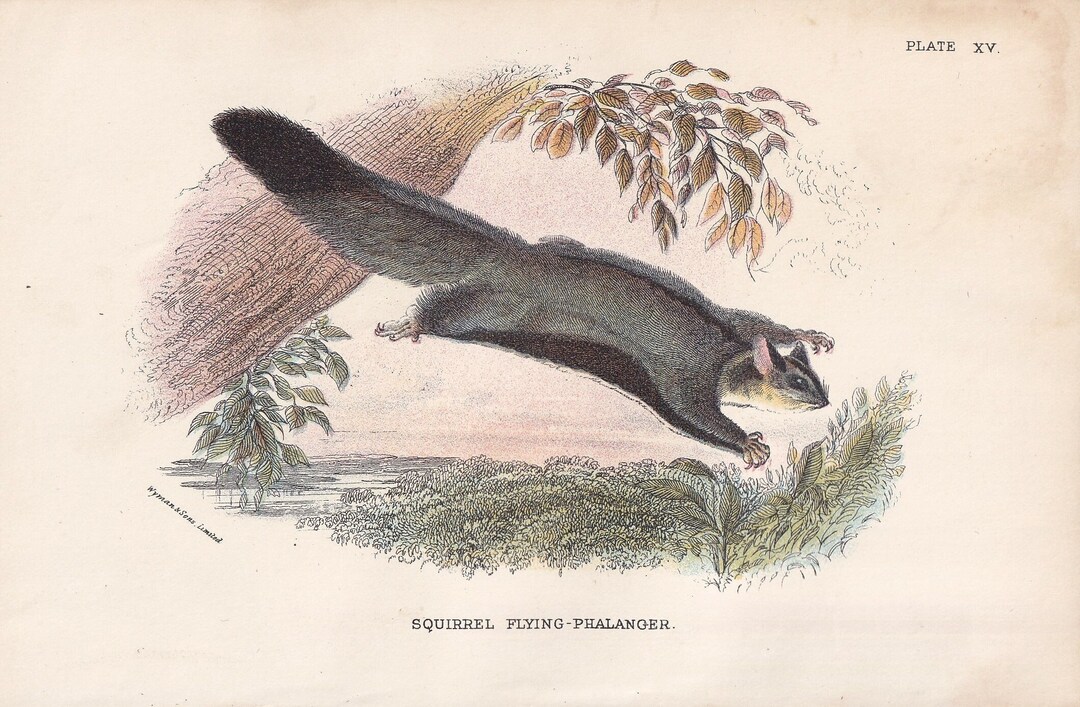 1896 FLYING SQUIRREL PHALANGER Print - Marsupial Mammals Print ...