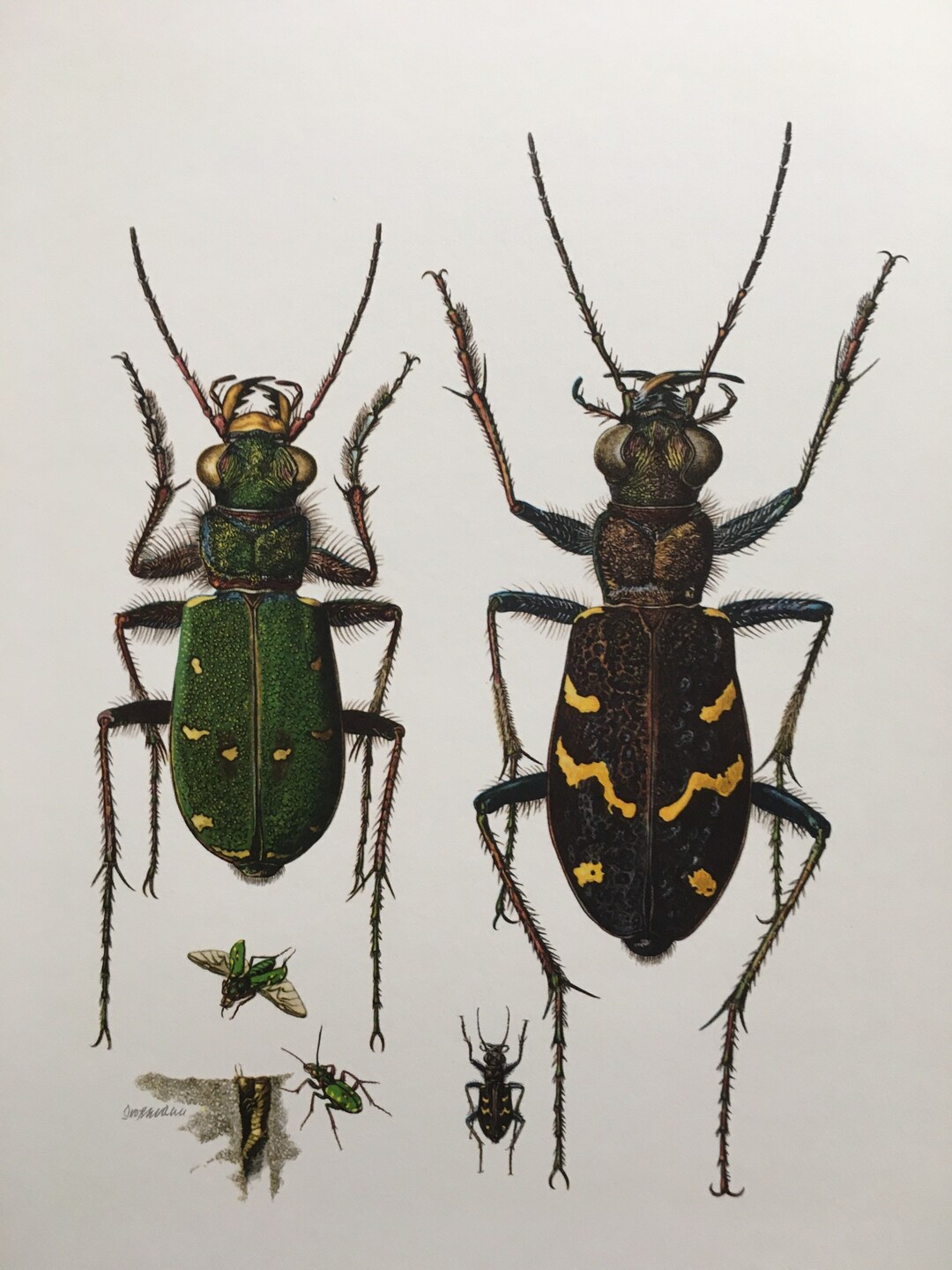 1960 TIGER BEETLE Print Vintage Insect Print Bugs - Etsy