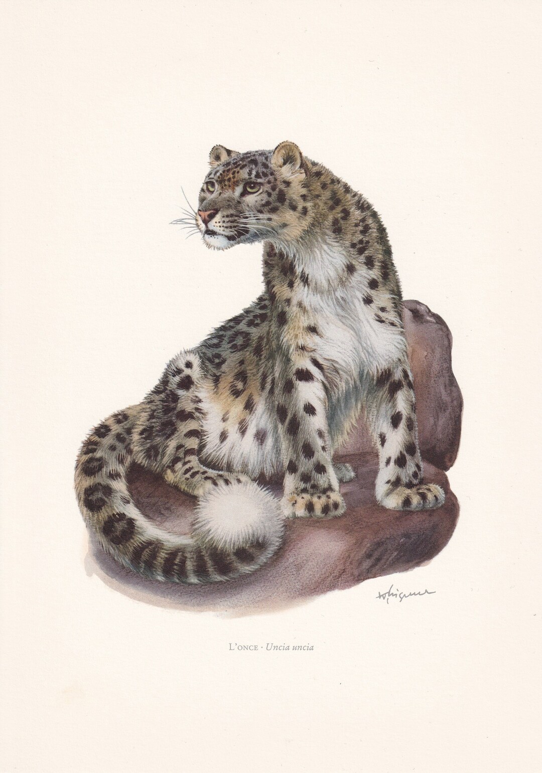 1960 SNOW LEOPARD Print - Vintage Animal Print - Animal Illustration ...