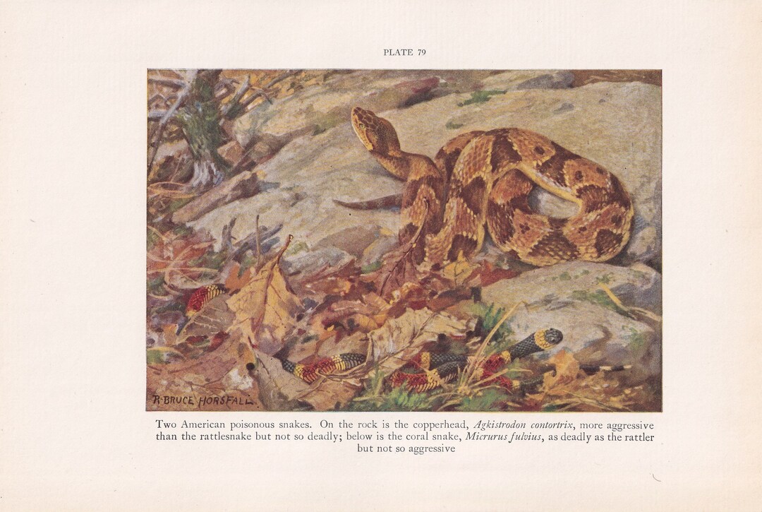 1934 POISONOUS SNAKE Print - Original Vintage Print - Copperhead Snake ...