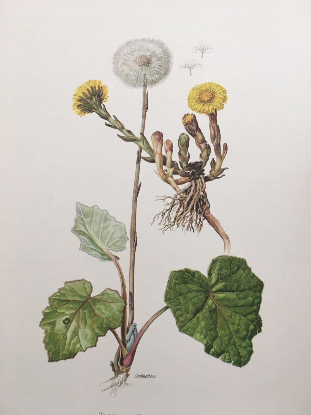 1960 COLTSFOOT Print Botanical Print Flower Painting Flower Wall Art ...