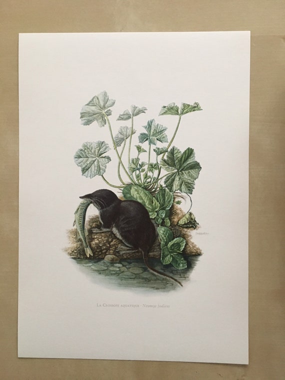 Malayan Water Shrew