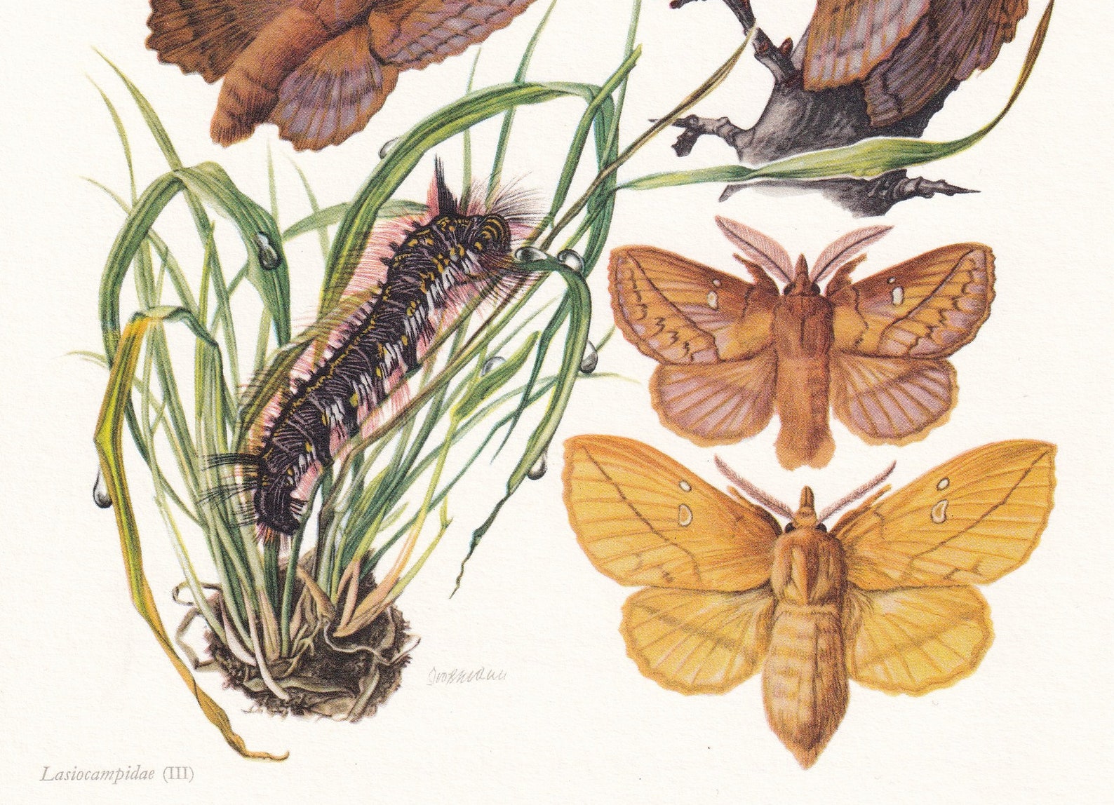 1960 LAPPET MOTH Print - Vintage Insect - Butterfly Wall Art - Vintage ...