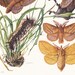 1960 LAPPET MOTH Print - Vintage Insect - Butterfly Wall Art - Vintage ...