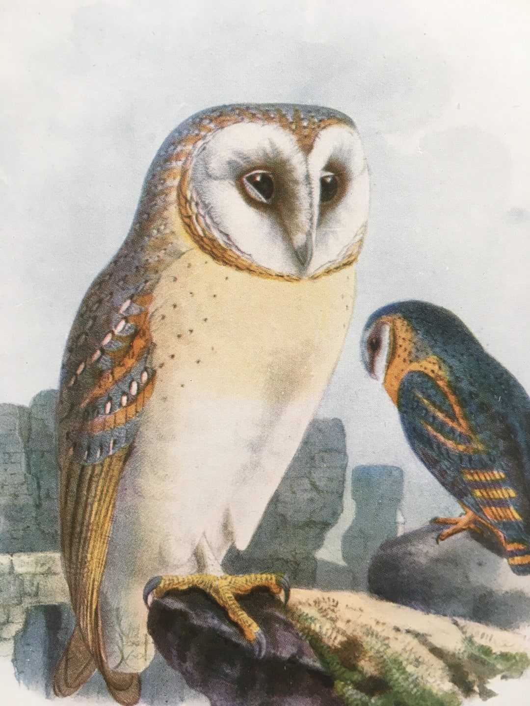 1907 BARN OWL Print - Antique Bird Print - Bird Wall Art - Bird of Prey ...