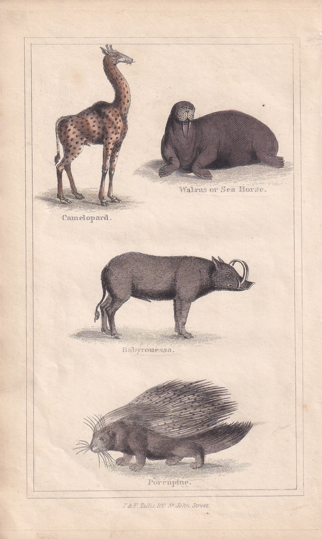 1842 GIRAFFE, WALRUS, & PORCUPINE Print Hand Coloured Animal Wall Art ...