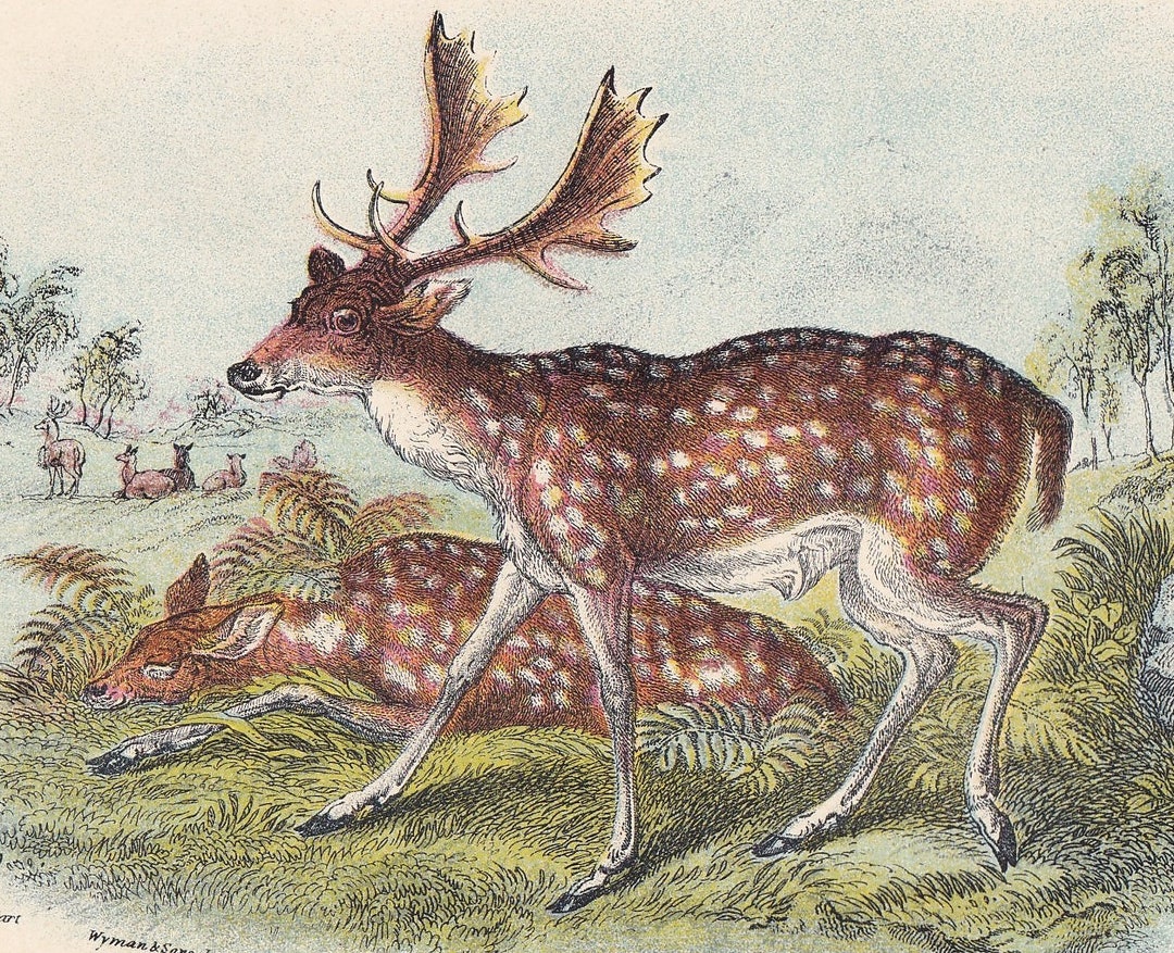 1896 FALLOW DEER Print - Natural History Print - British Mammals Print ...