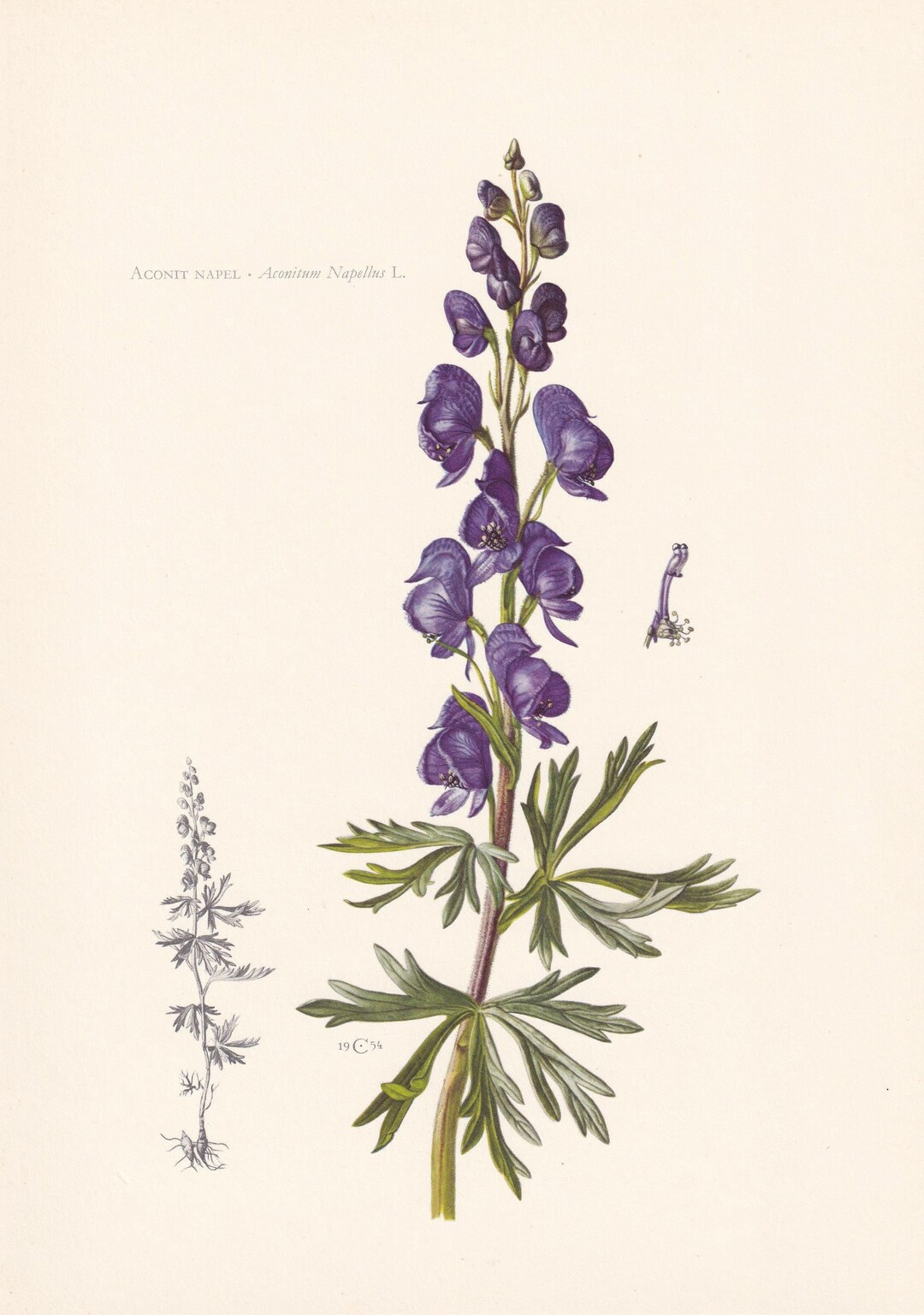 1960 ACONITE Print - Botanical Print - Flower Illustration - Flower ...