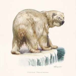 1960 POLAR BEAR Print - Vintage Animal Print - Animal Illustration ...