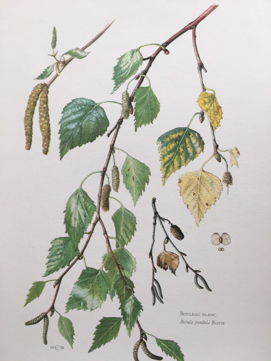 1960 SILVER BIRCH Print Botanical Print Tree Illustration Tree Wall Art ...