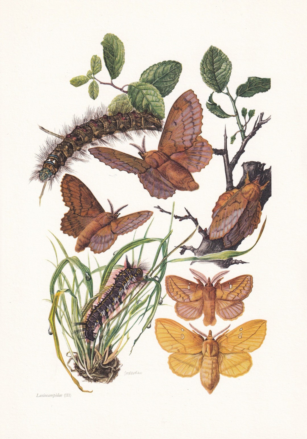 1960 LAPPET MOTH Print - Vintage Insect - Butterfly Wall Art - Vintage ...