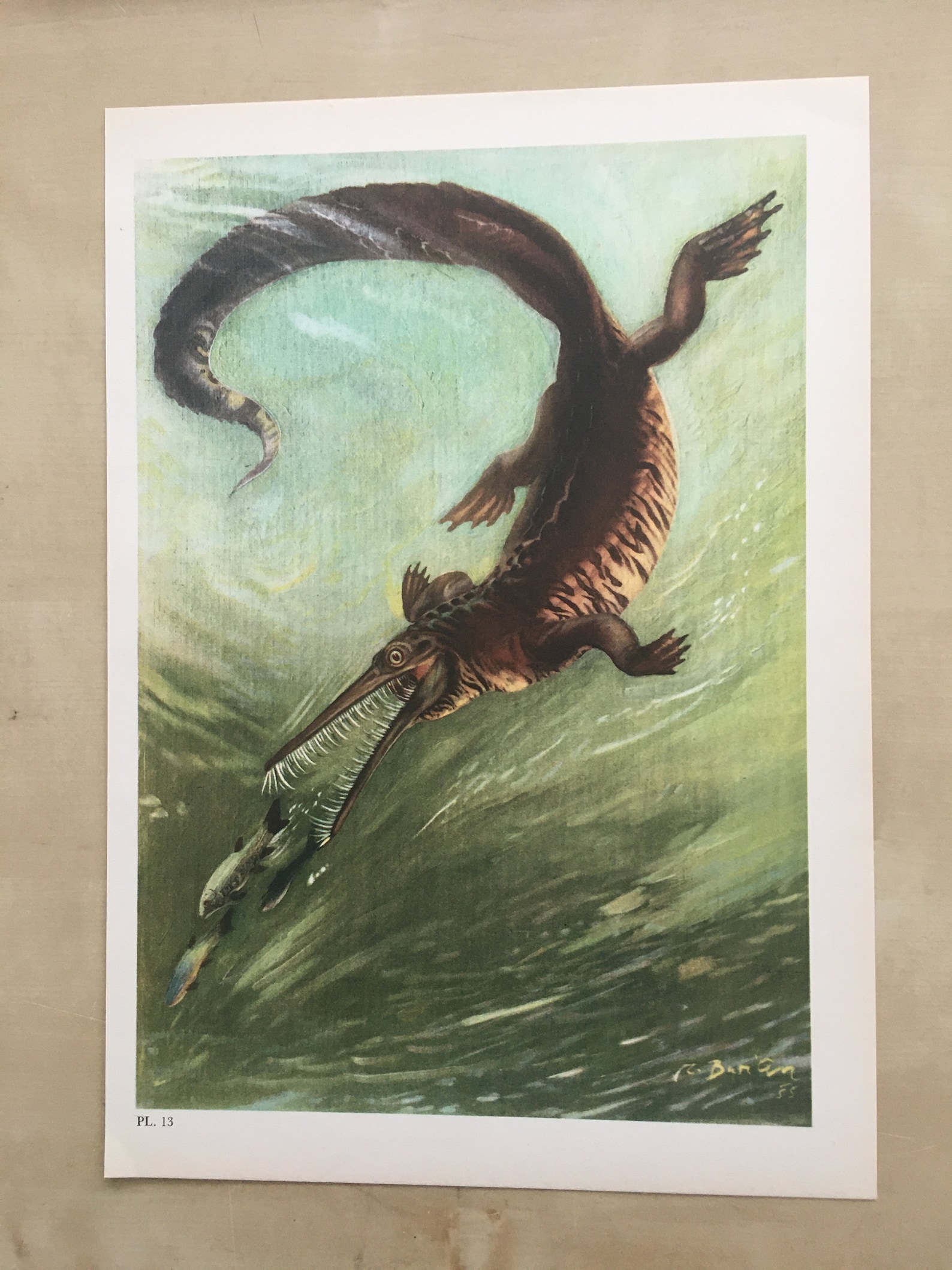1960 MESOSAURUS Print Prehistoric Animals Print Paleoart - Etsy