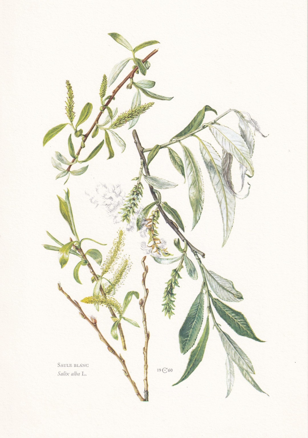 1960 WHITE WILLOW Print - Botanical Print - Tree Illustration - Tree ...