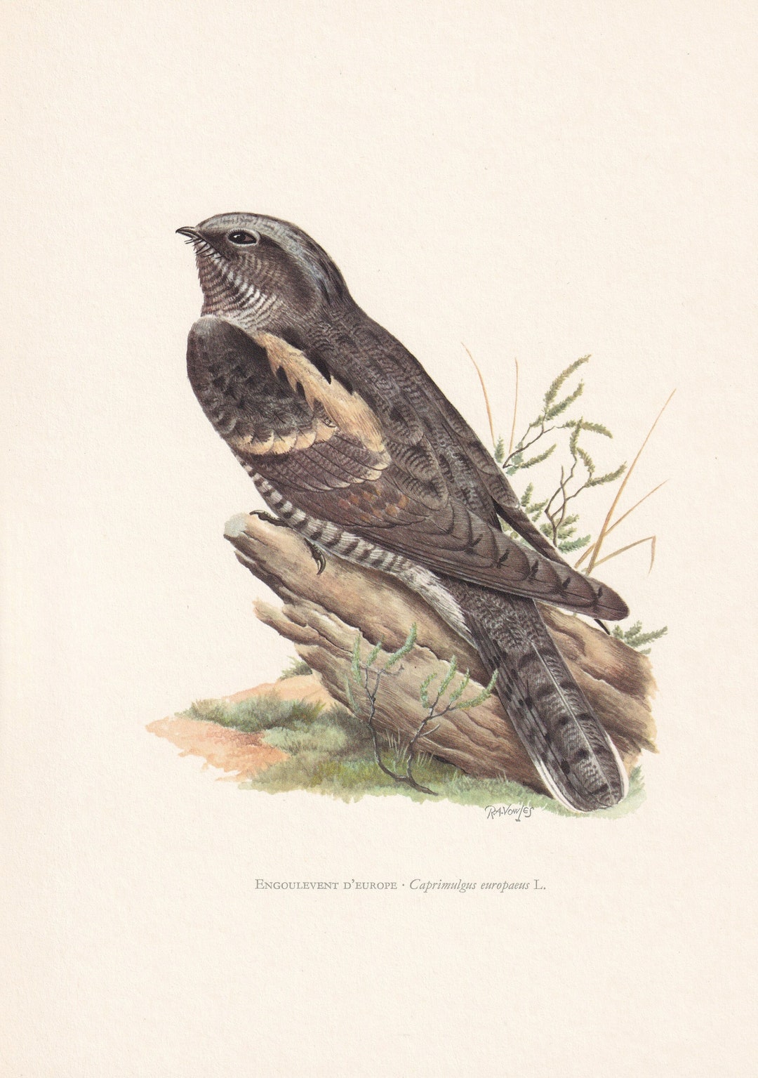 1960 NIGHTJAR Bird Print - Vintage Bird Print - Bird Illustration ...