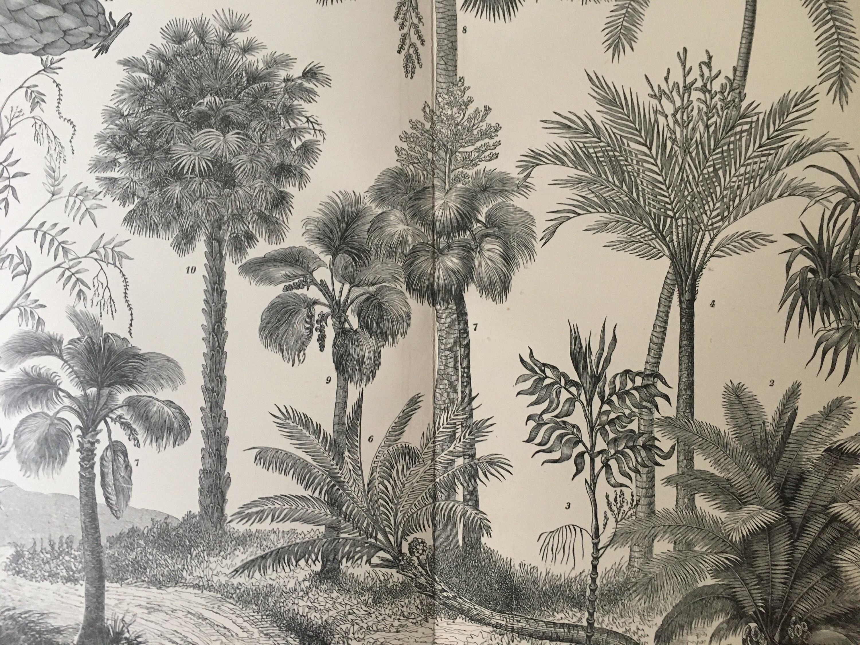 Paleozoic Era Plants Drawing