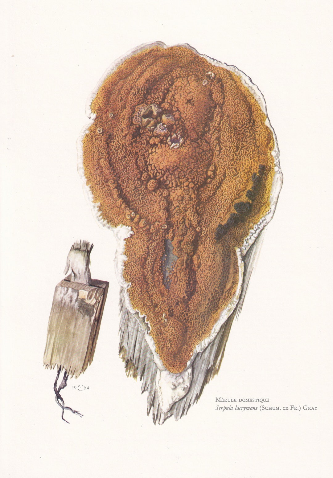 1960s DRY ROT FUNGUS Print - Serpula Lacrymans - Fungi Illustration ...