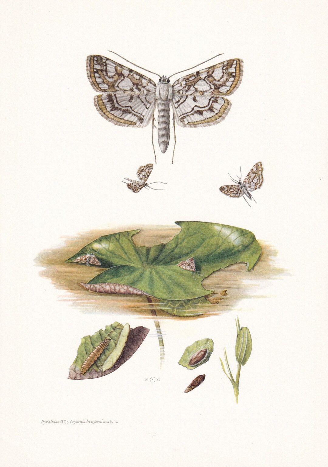 1960 BROWN CHINA MARK Moth Print - Vintage Insect Print - Bug ...