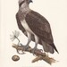 1960 OSPREY SEA HAWK Bird Print Vintage Bird Print Bird Illustration ...