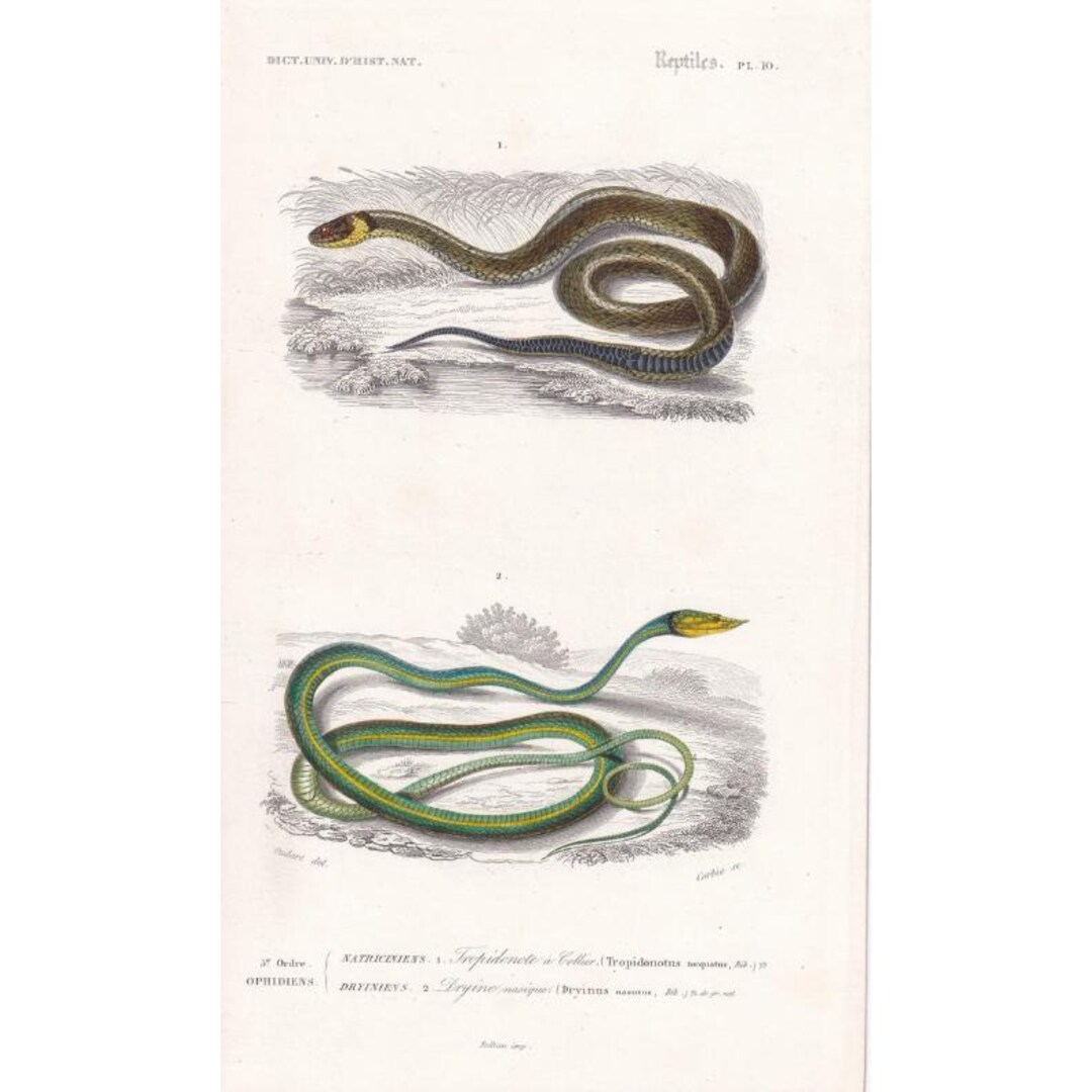 1861 GRASS SNAKE & Green Adder - Hand-coloured Antique Print - Orbigny ...